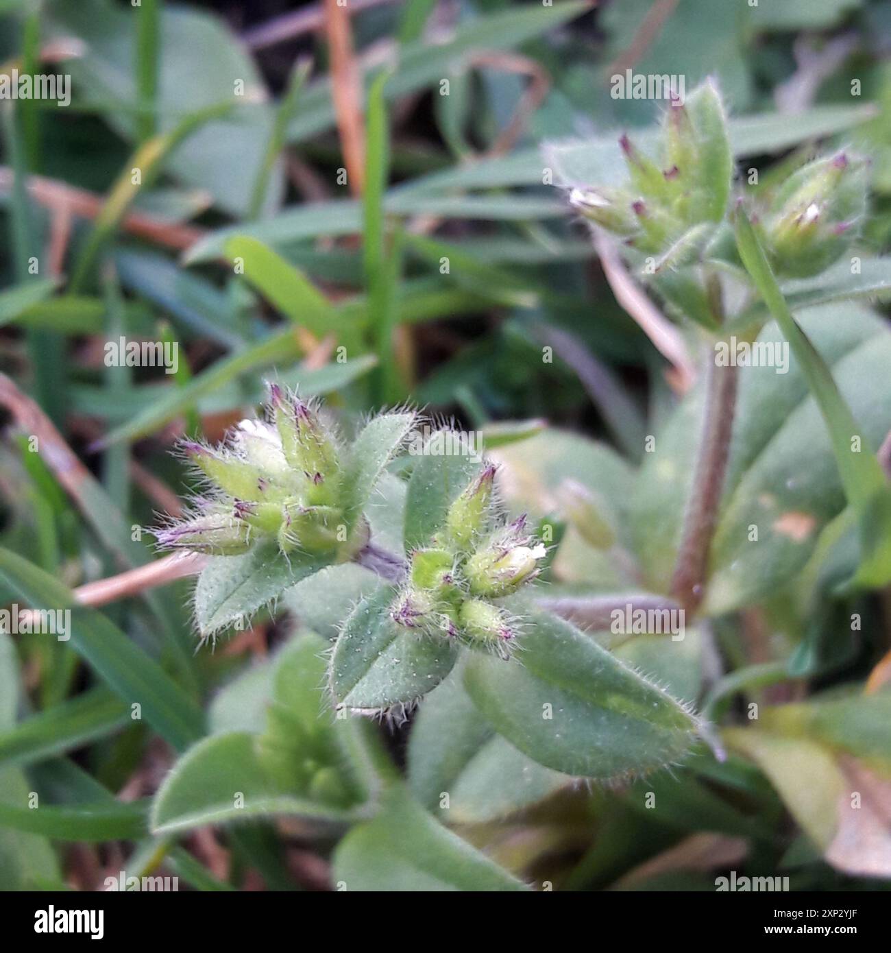 Sticky mouse-ear chickweed (Cerastium glomeratum) Plantae Stock Photo ...