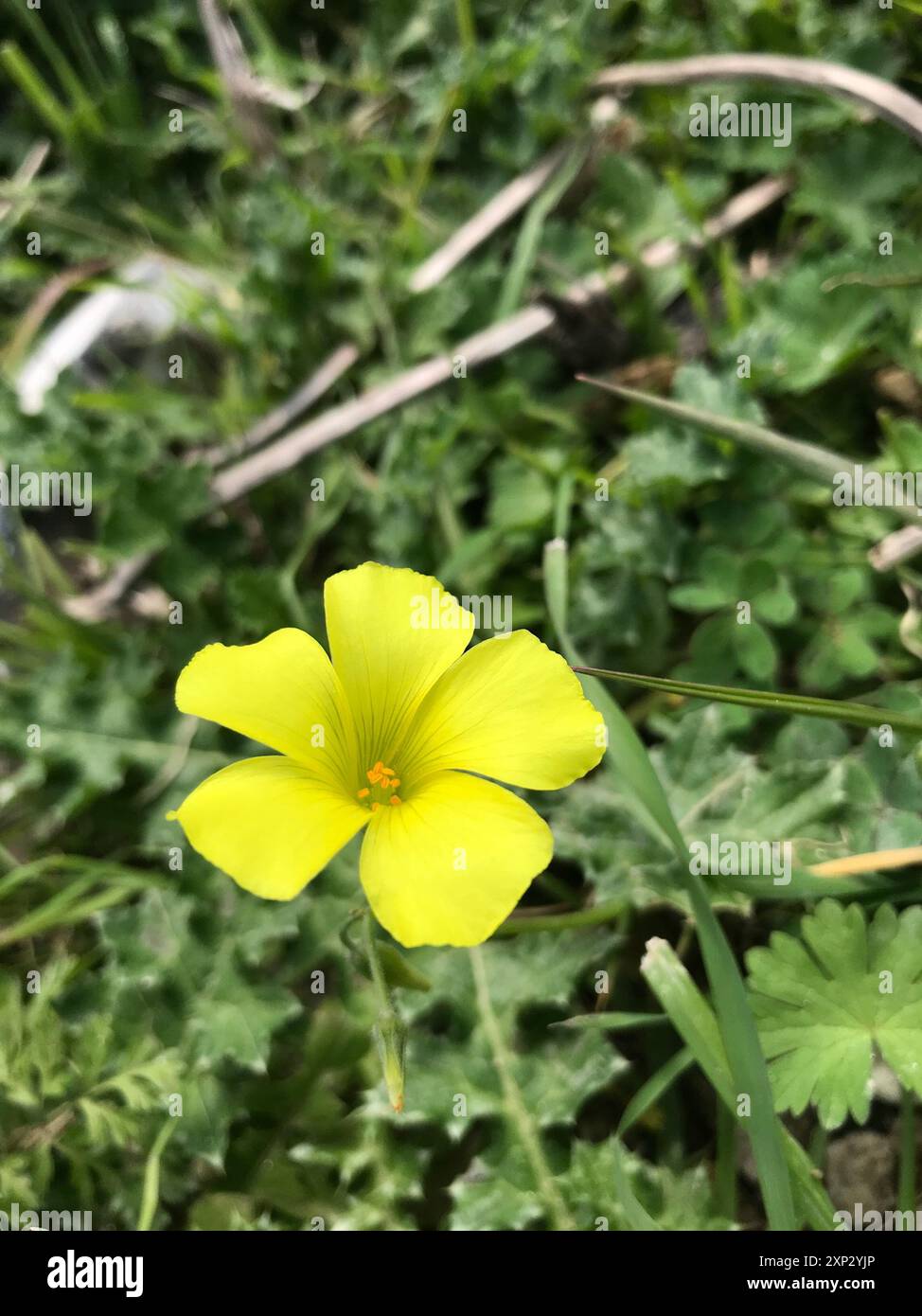Bermuda buttercup (Oxalis pes-caprae) Plantae Stock Photo - Alamy