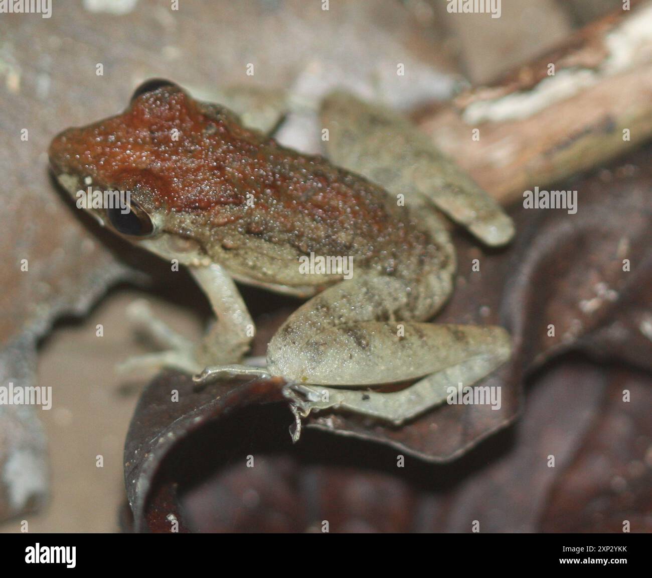 Northern Rainfrogs (Craugastor) Amphibia Stock Photo - Alamy