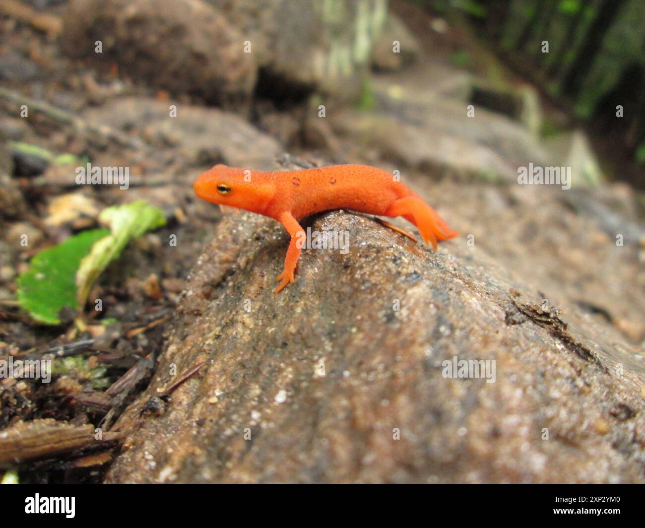 Eastern Newt (Notophthalmus viridescens) Amphibia Stock Photo - Alamy