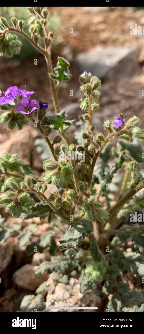 Notch-leaf Scorpionweed (Phacelia crenulata) Plantae Stock Photo - Alamy