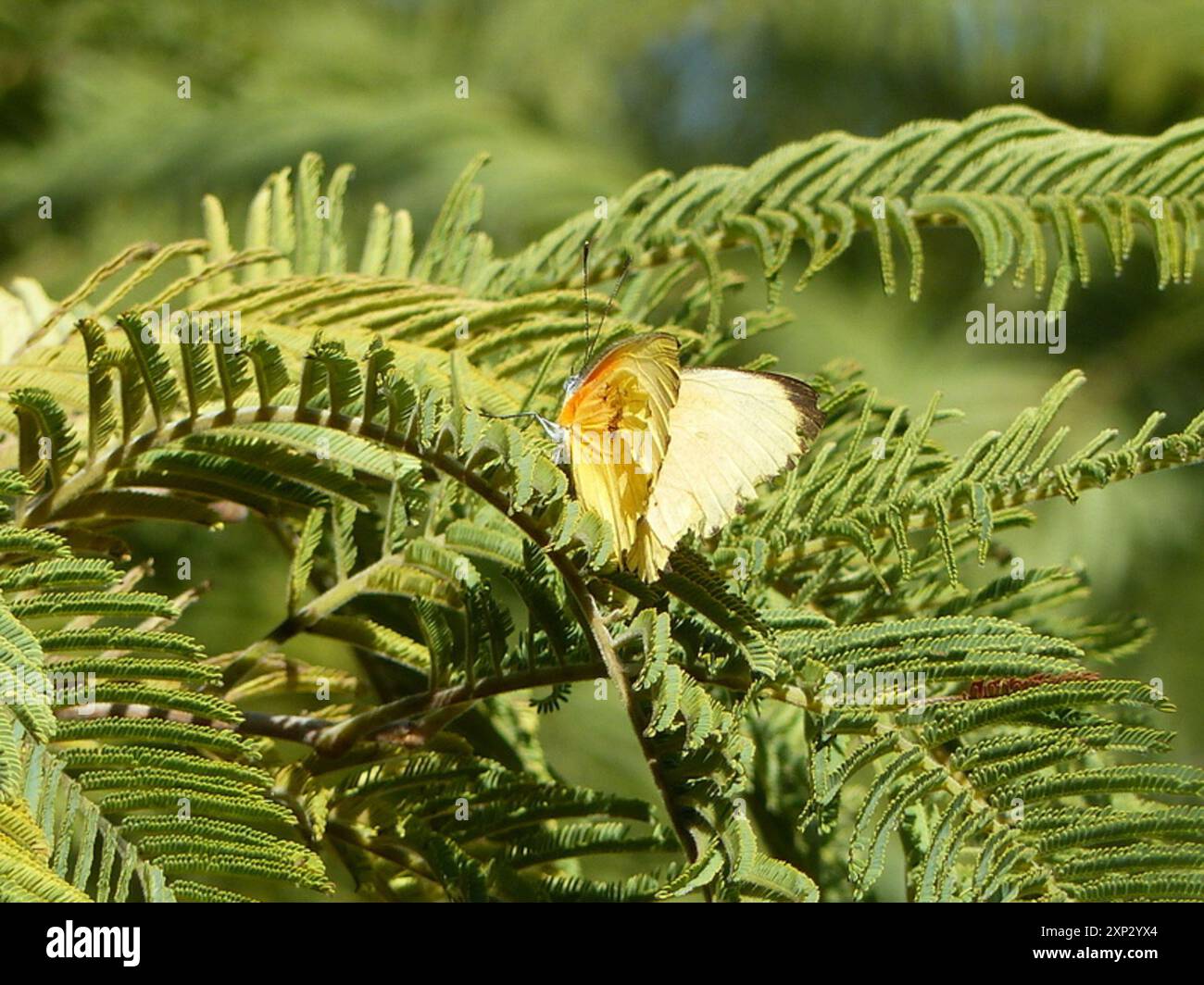 Common Dotted Border (Mylothris agathina agathina) Insecta Stock Photo ...