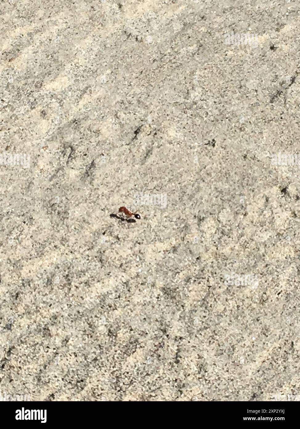 California Harvester Ant (Pogonomyrmex californicus) Insecta Stock ...