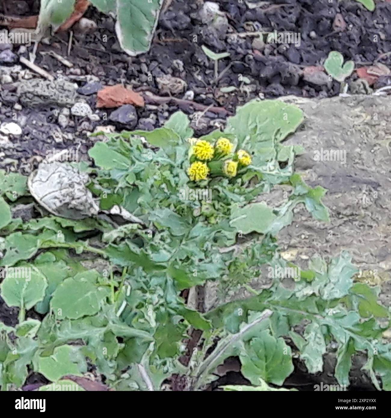 common groundsel (Senecio vulgaris) Plantae Stock Photo - Alamy