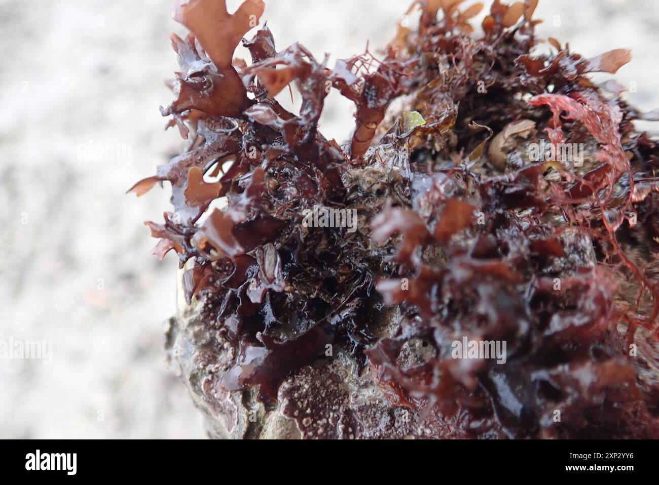 red algae (Rhodophyta) Plantae Stock Photo - Alamy