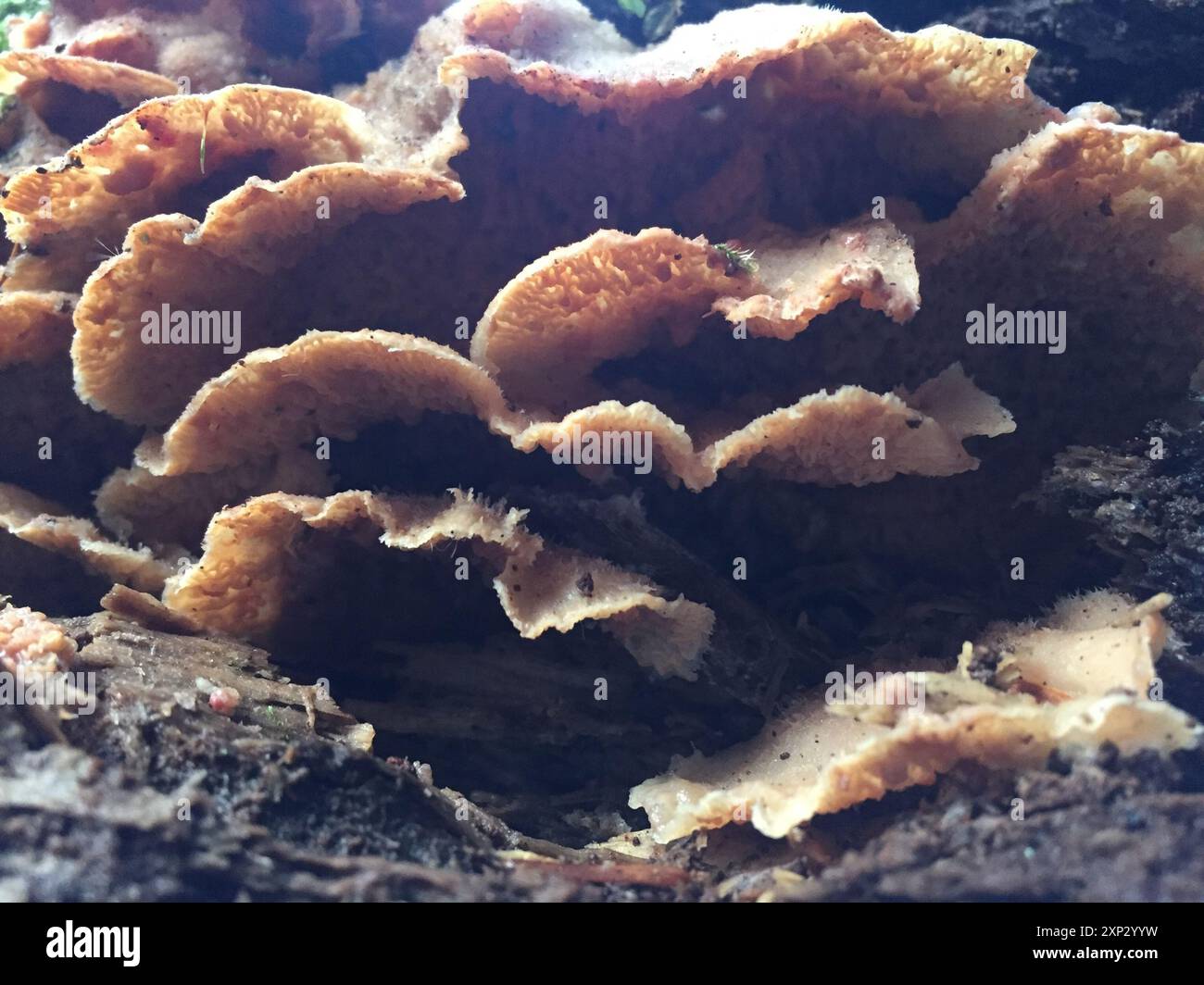 Trembling Crust (Merulius tremellosus) Fungi Stock Photo - Alamy