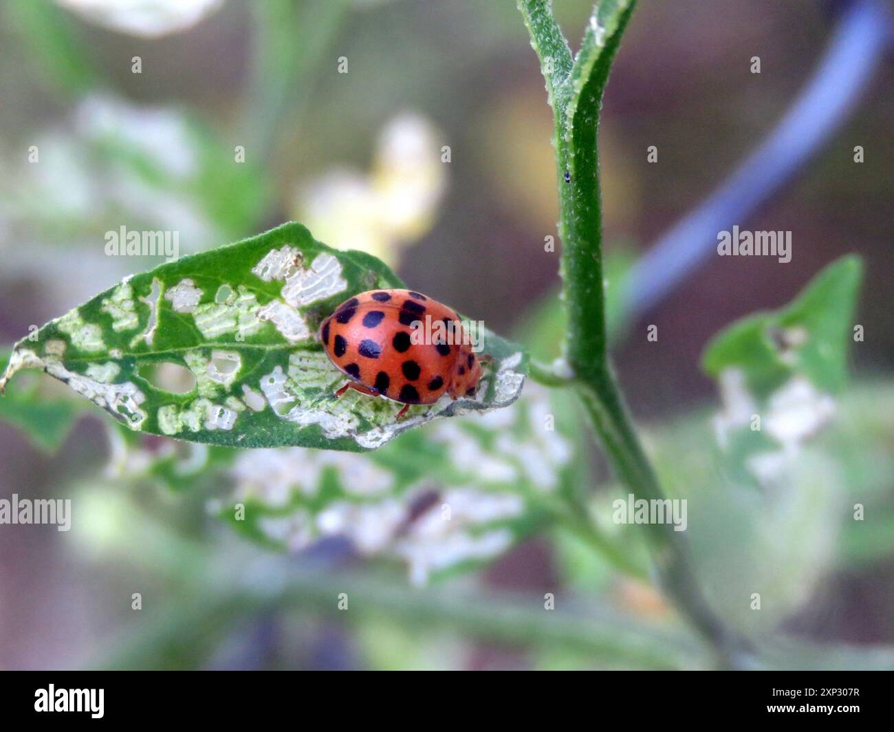 Hadda Beetle (Henosepilachna vigintioctopunctata) Insecta Stock Photo ...