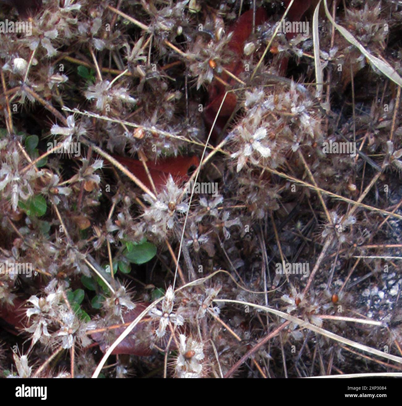 Surprise Packet (Blepharis maderaspatensis) Plantae Stock Photo - Alamy