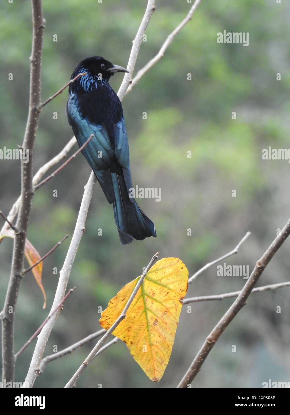 Hair-crested Drongo (Dicrurus hottentottus) Aves Stock Photo - Alamy