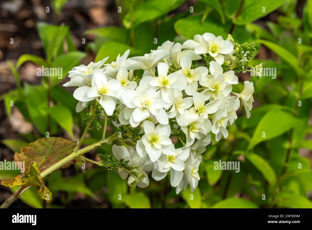 Hydrangea quercifolia, 'Snowflake' a summer autumn fall flowering ...