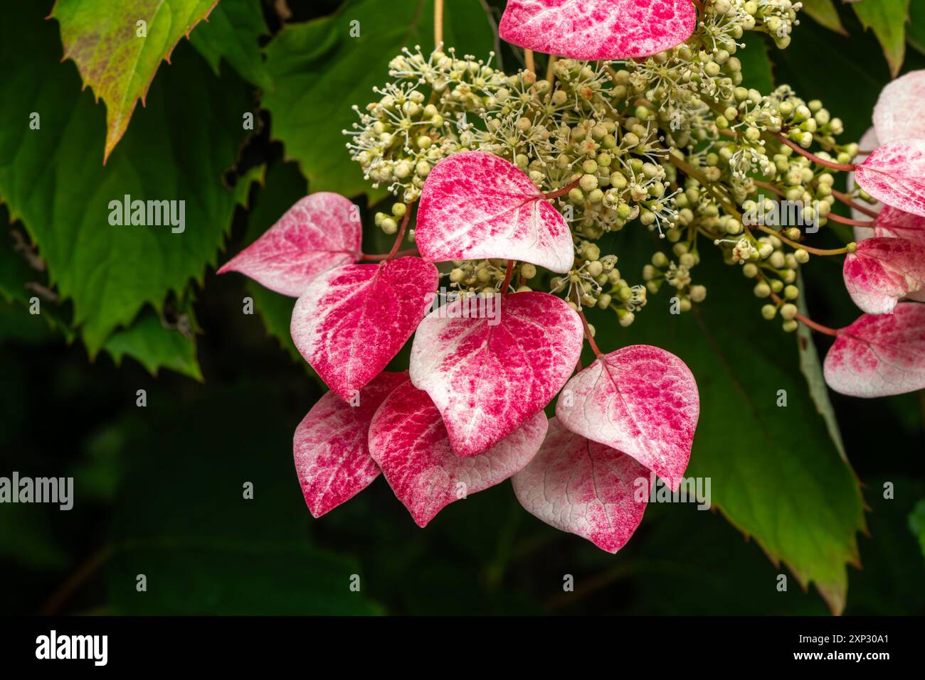 Schizophragma hydrangeoides 'Roseum' a summer flowering deciduous ...