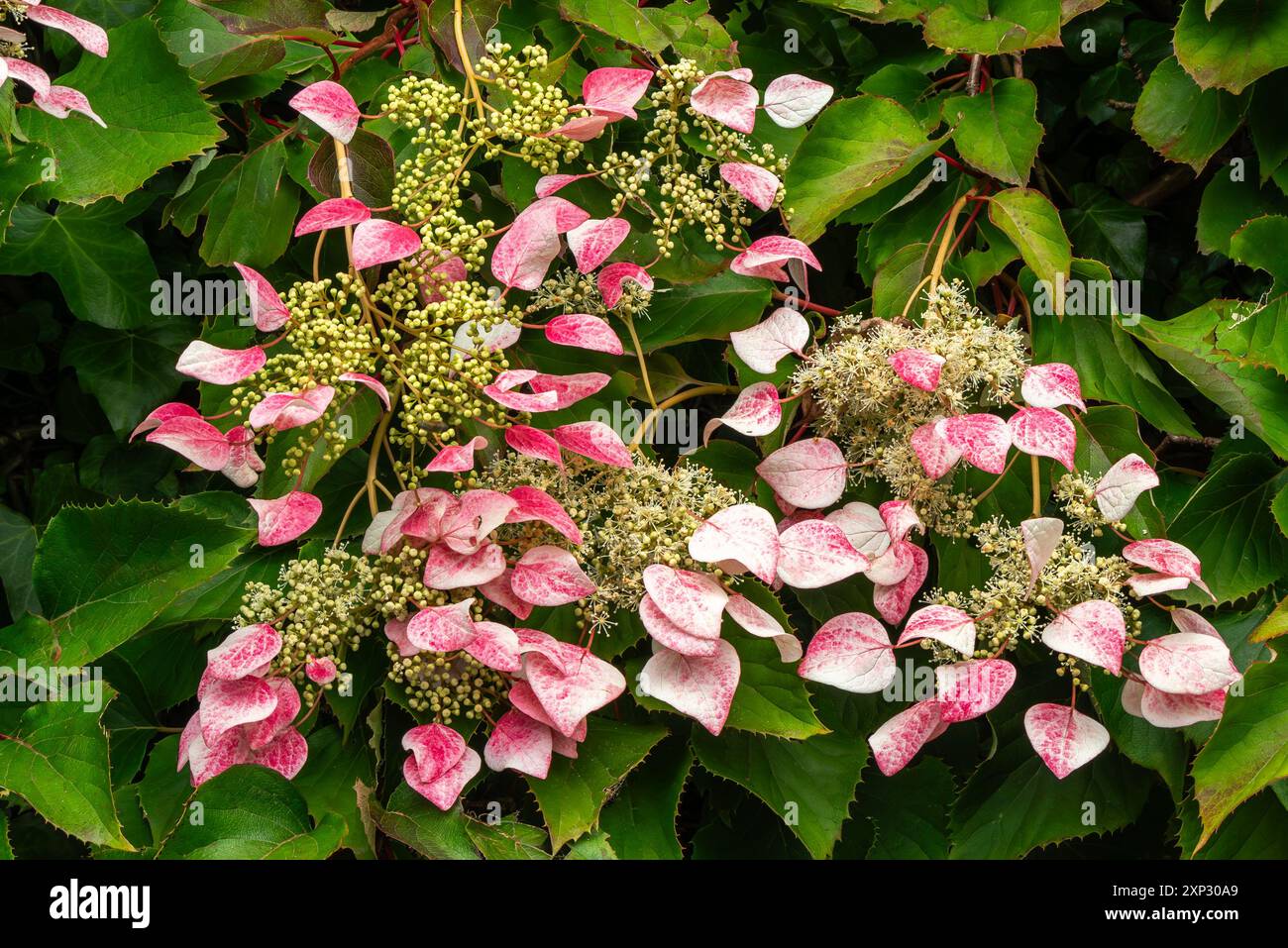 Schizophragma hydrangeoides 'Roseum' a summer flowering deciduous ...