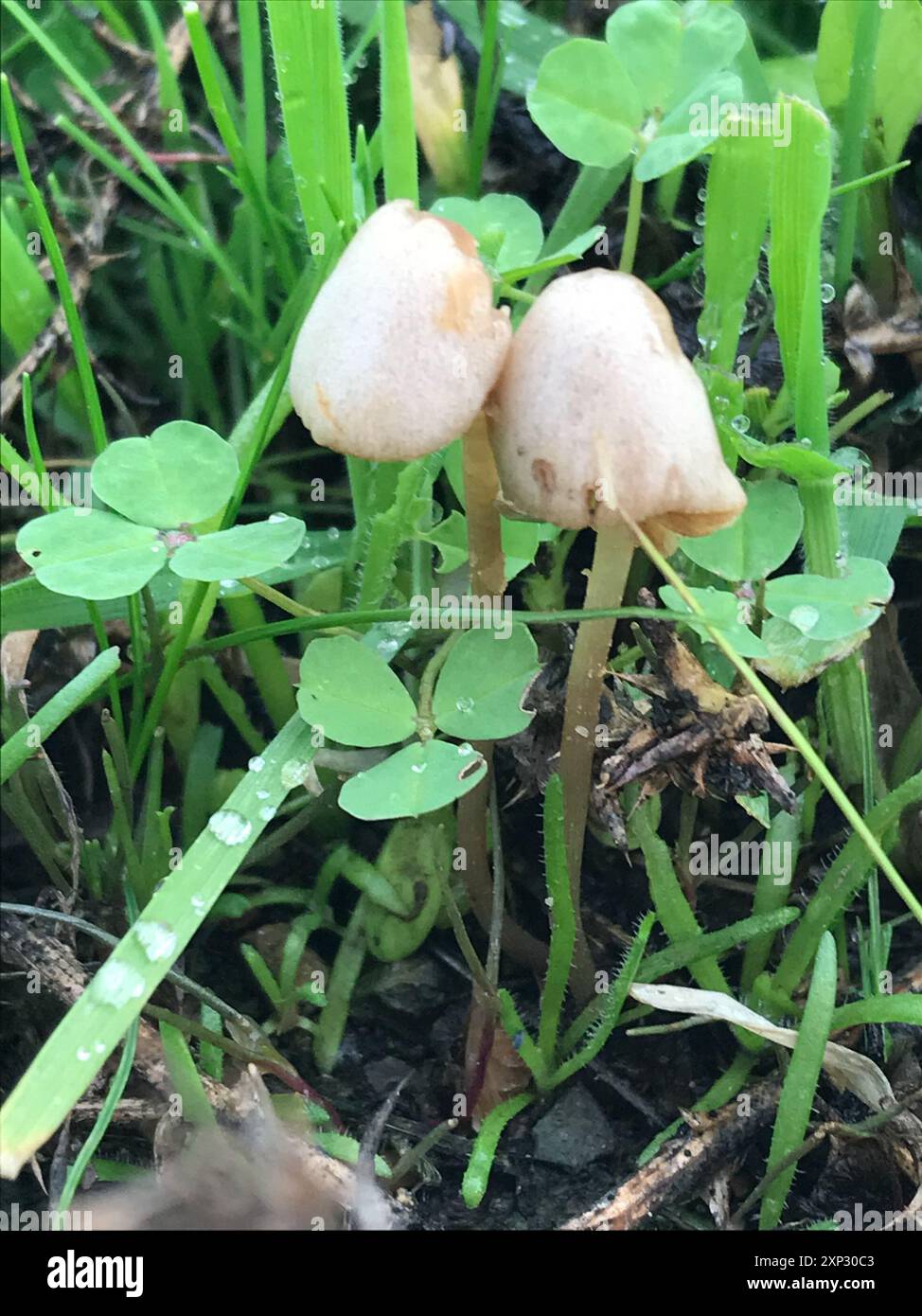 white dunce cap (Conocybe apala albipes) Fungi Stock Photo - Alamy