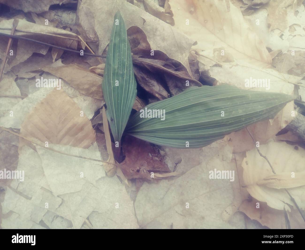 putty root (Aplectrum hyemale) Plantae Stock Photo - Alamy