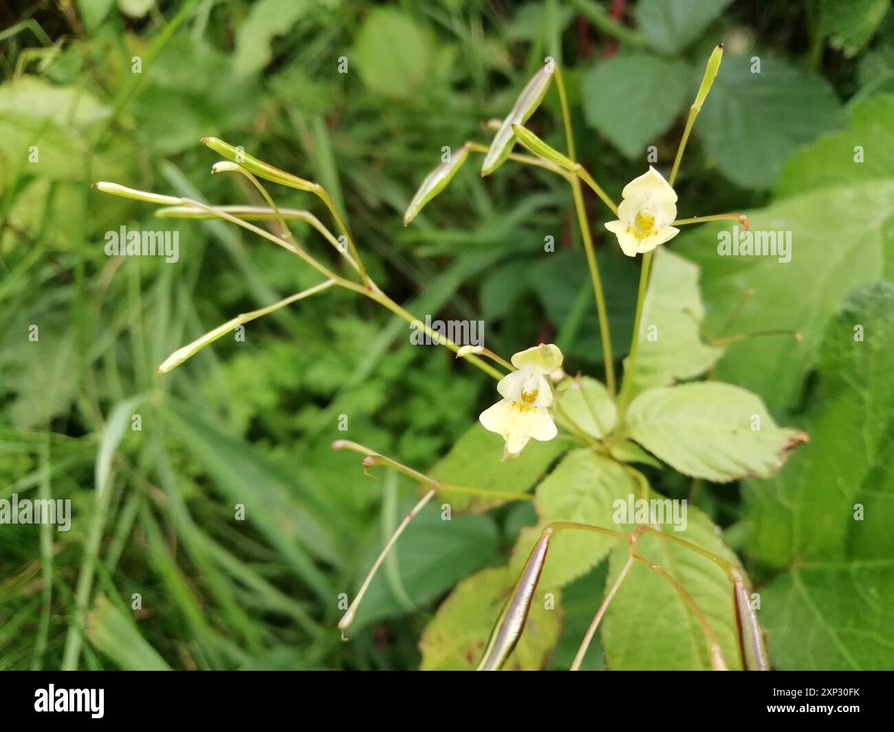 small balsam (Impatiens parviflora) Plantae Stock Photo - Alamy