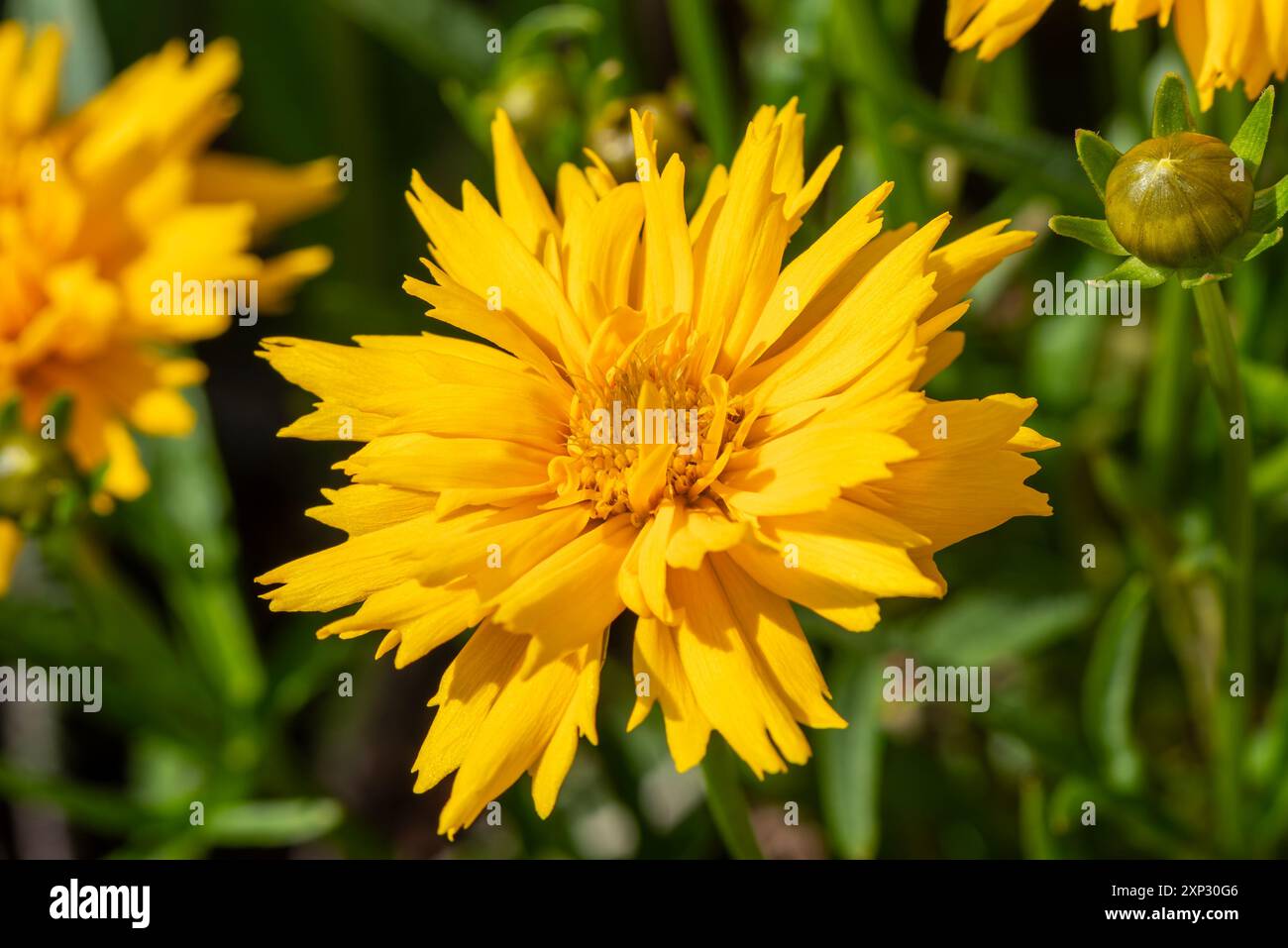 Coreopsis grandiflora 'Double The Sun' a yellow herbaceous perennial ...