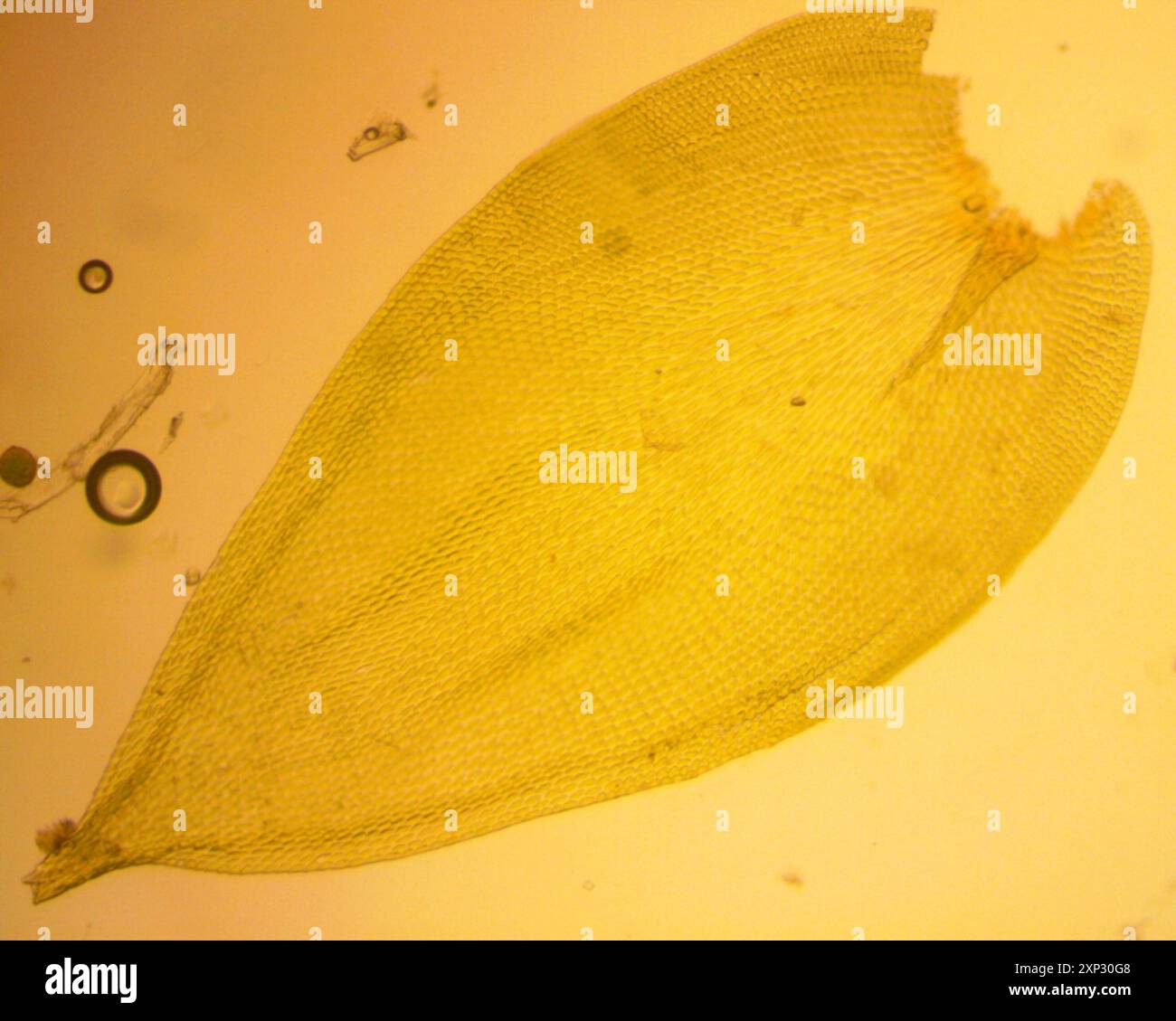 smooth hook moss (Leucodon julaceus) Plantae Stock Photo - Alamy