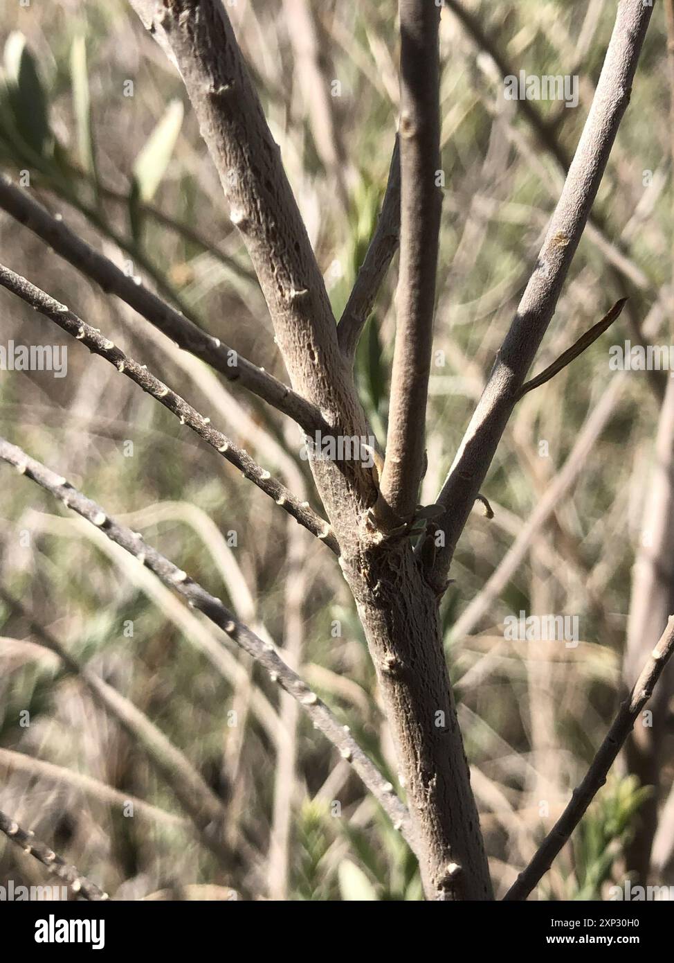arrowweed (Pluchea sericea) Plantae Stock Photo - Alamy