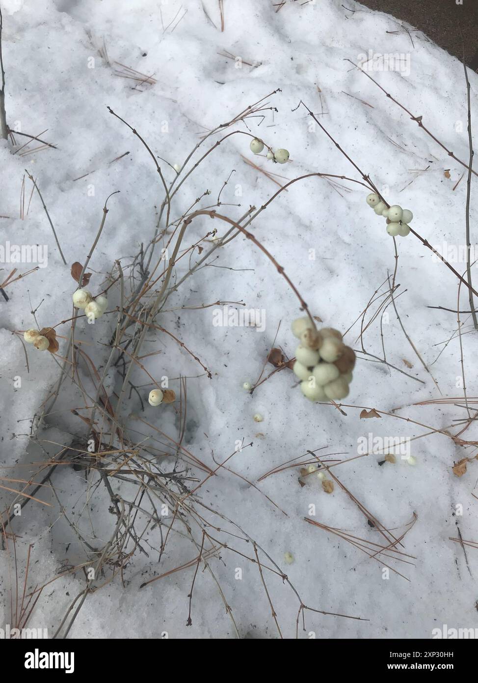 Common Snowberry (Symphoricarpos albus) Plantae Stock Photo - Alamy