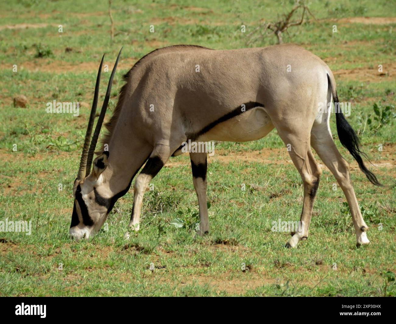East African Oryx (Oryx beisa) Mammalia Stock Photo - Alamy