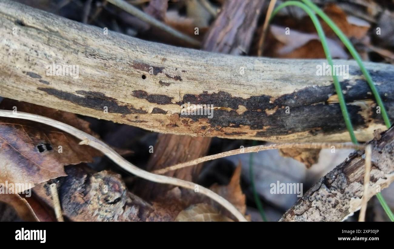 common tarcrust fungus (Diatrype stigma) Fungi Stock Photo - Alamy