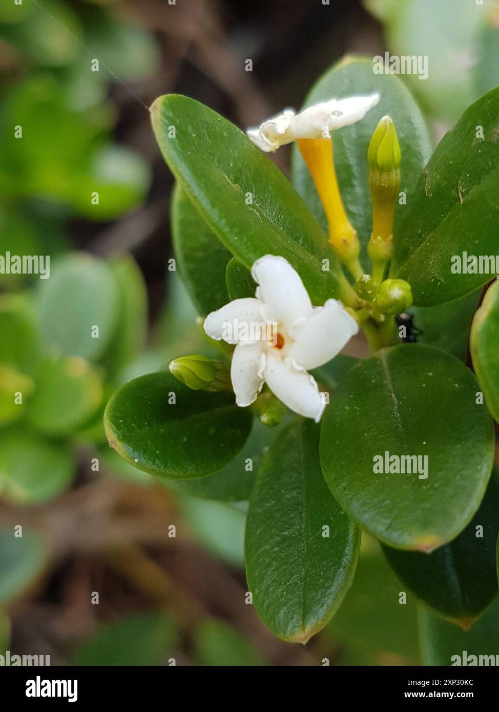 Sea Box (Alyxia buxifolia) Plantae Stock Photo - Alamy