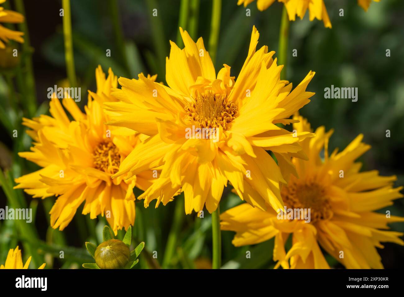 Coreopsis grandiflora double the sun hi-res stock photography and ...