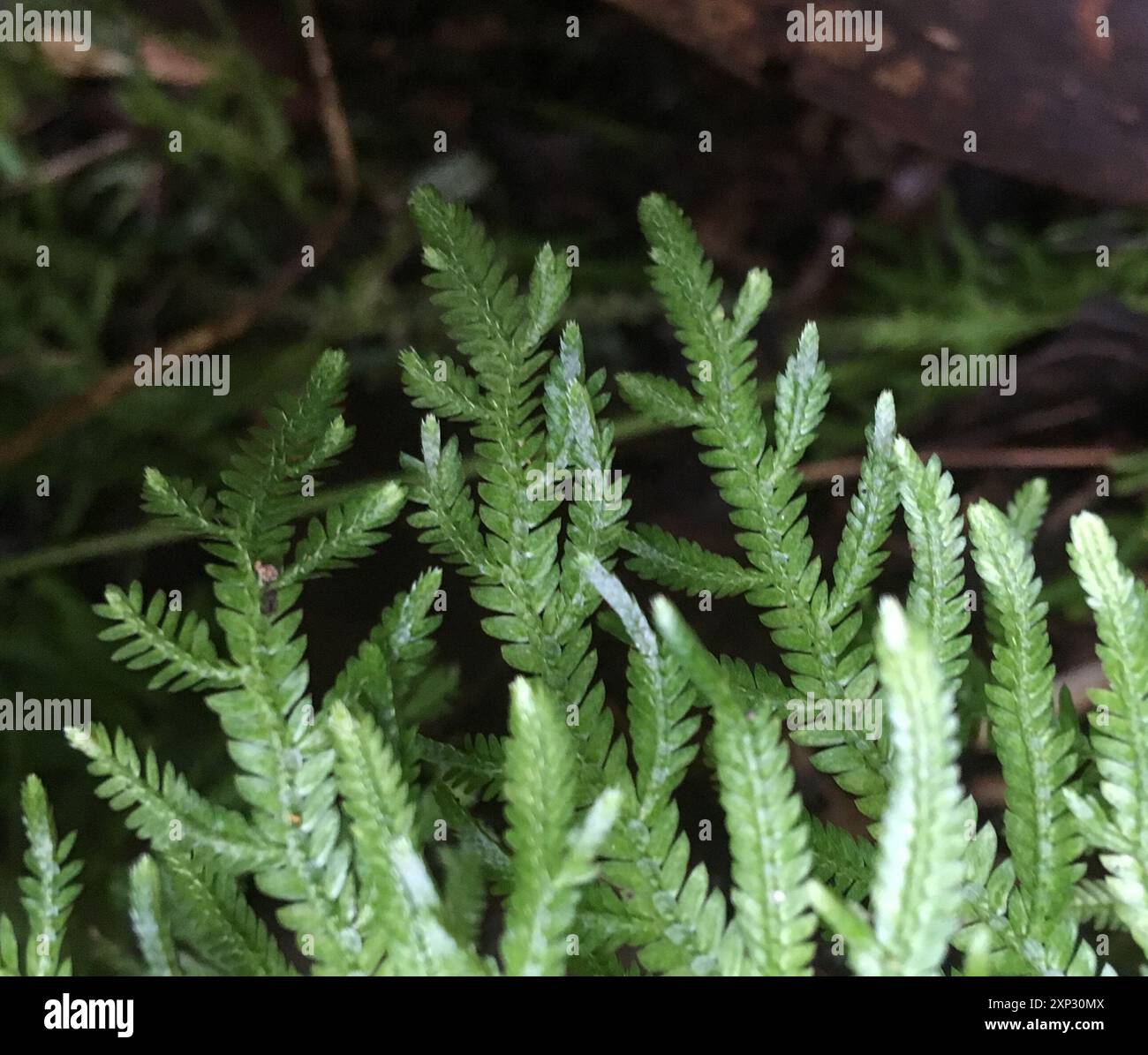 spikemosses (Selaginella) Plantae Stock Photo - Alamy