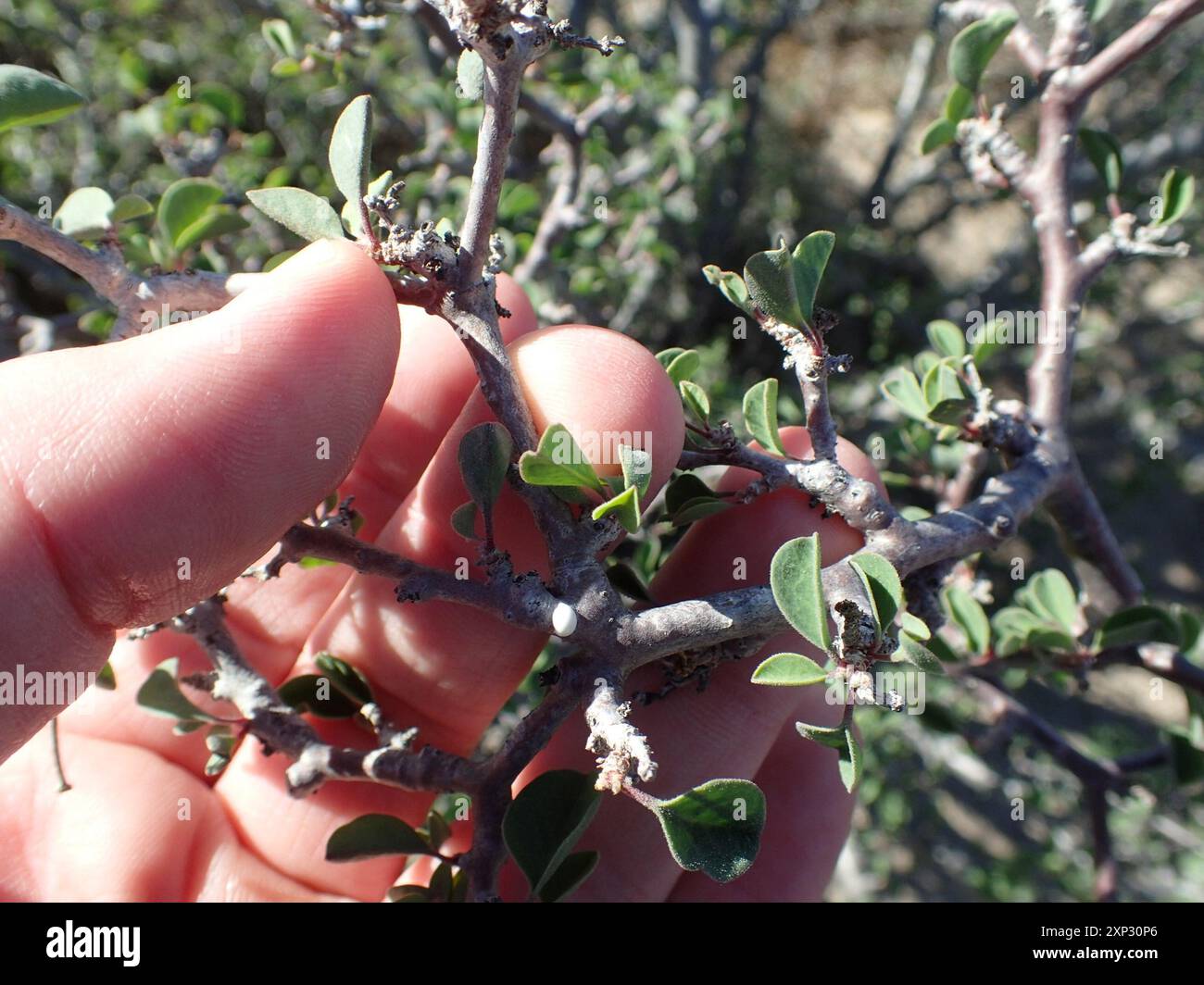 cliff spurge (Euphorbia misera) Plantae Stock Photo - Alamy