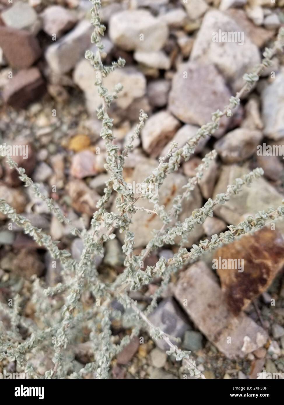 Cattle Saltbush (Atriplex polycarpa) Plantae Stock Photo - Alamy