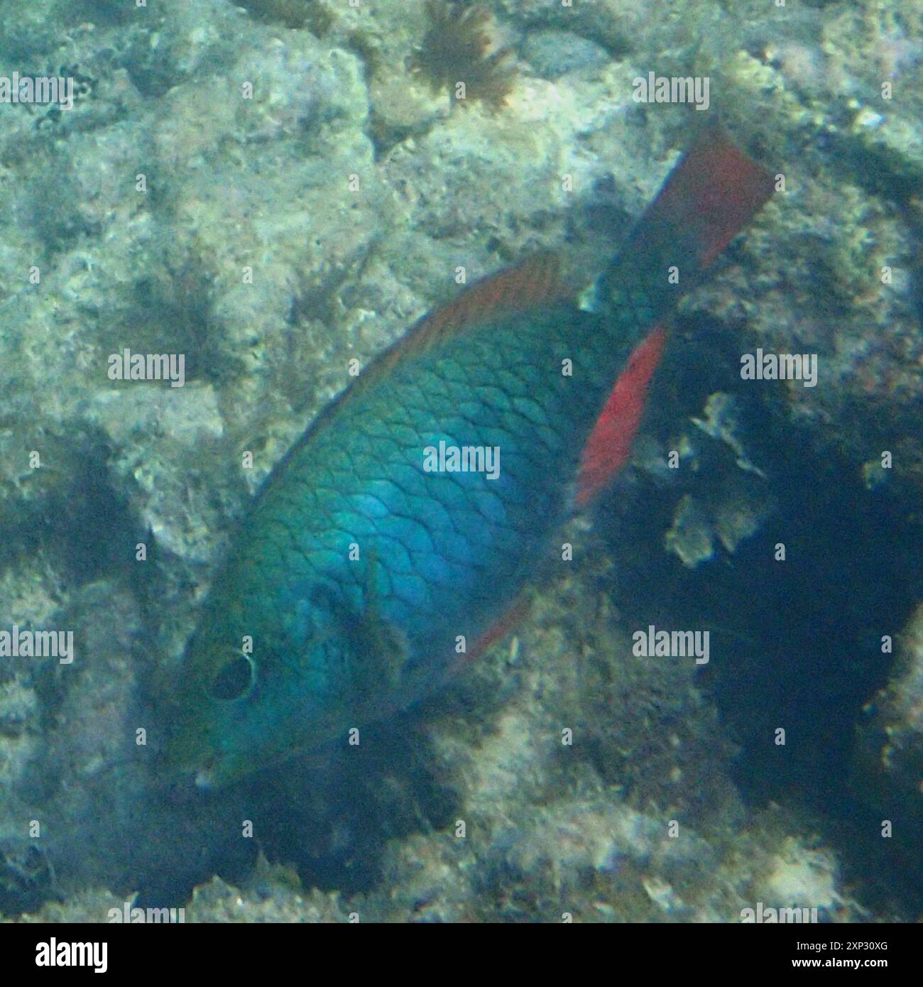 Redband Parrotfish (Sparisoma aurofrenatum) Actinopterygii Stock Photo ...