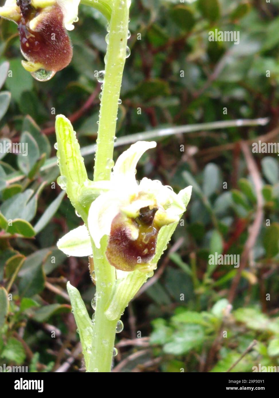 Levant Orchid (Ophrys bornmuelleri grandiflora) Plantae Stock Photo - Alamy