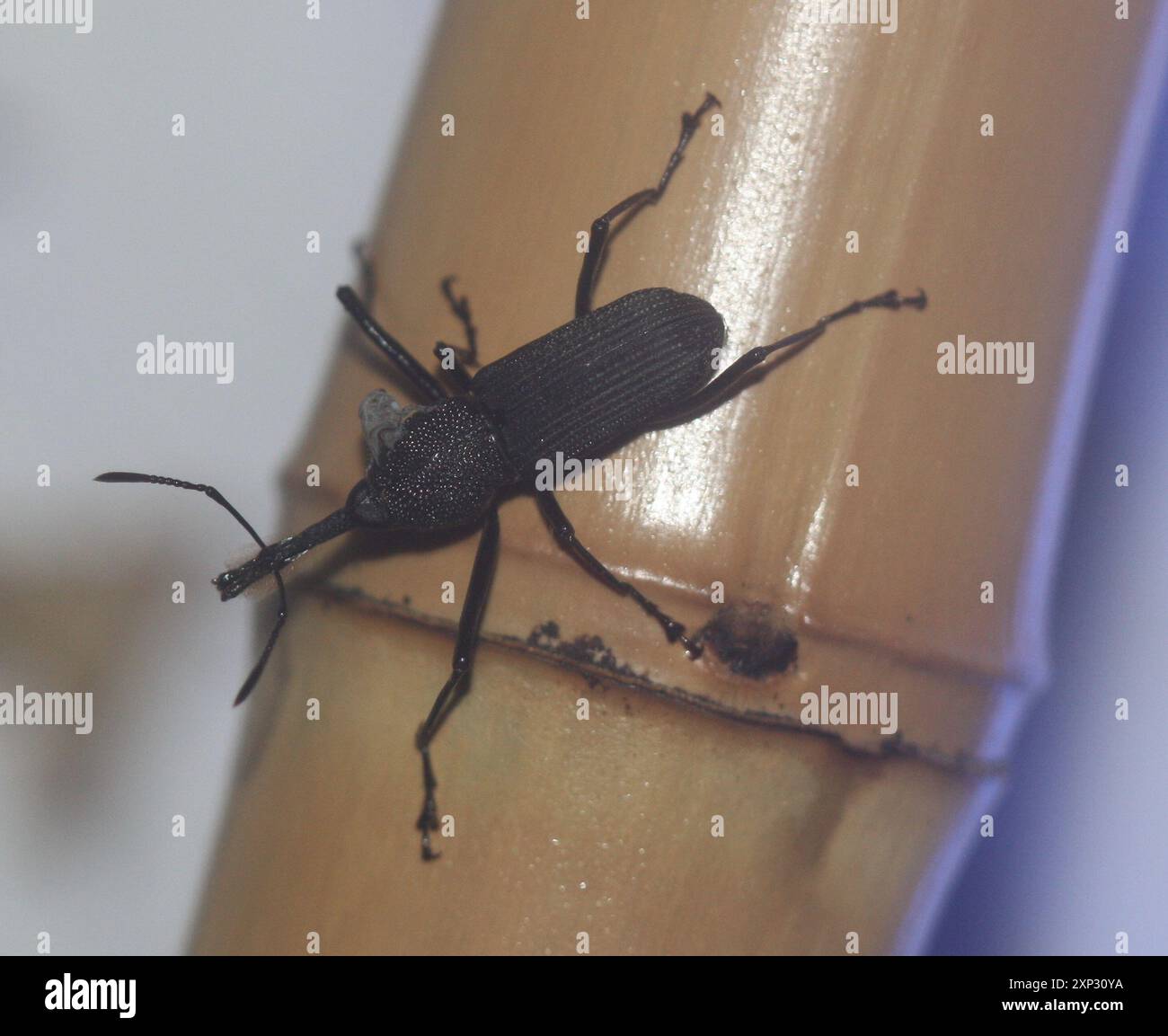 Bearded Weevil (Rhinostomus barbirostris) Insecta Stock Photo - Alamy
