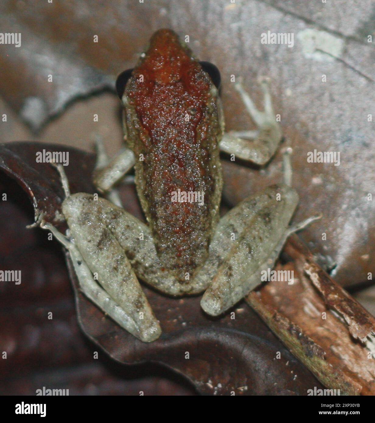 Northern Rainfrogs (Craugastor) Amphibia Stock Photo - Alamy