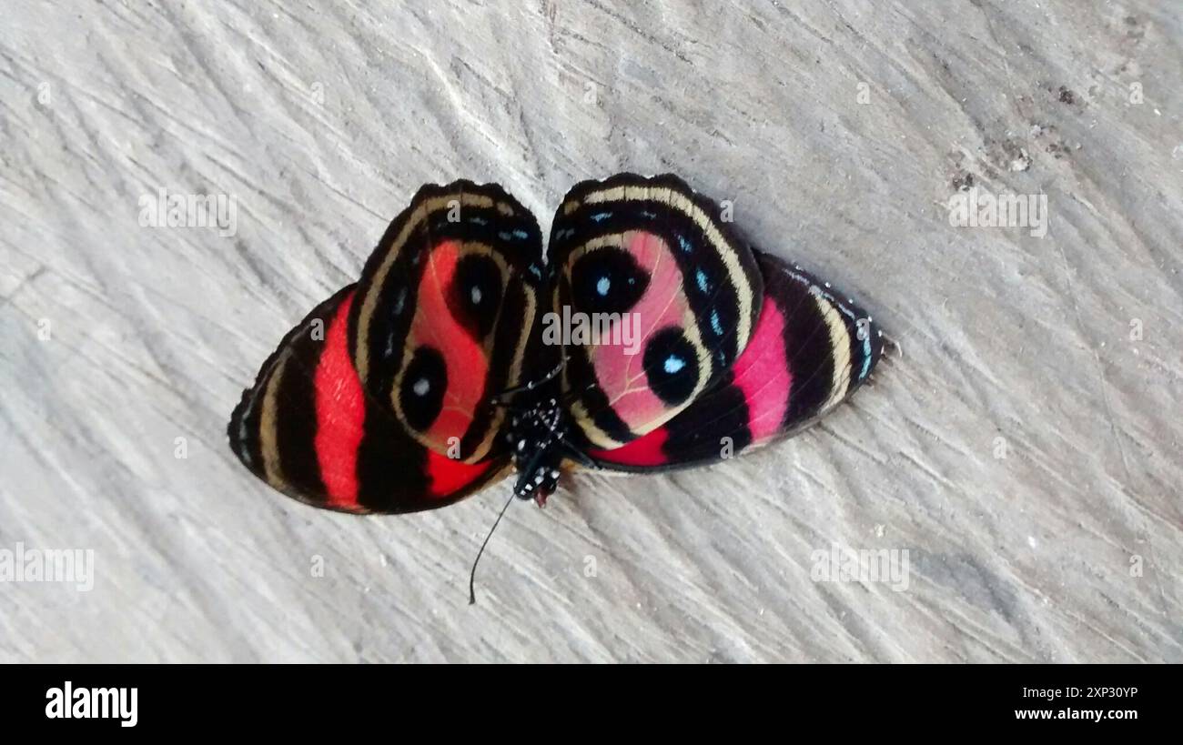 Two-eyed Eighty-eight (Callicore pitheas) Insecta Stock Photo - Alamy