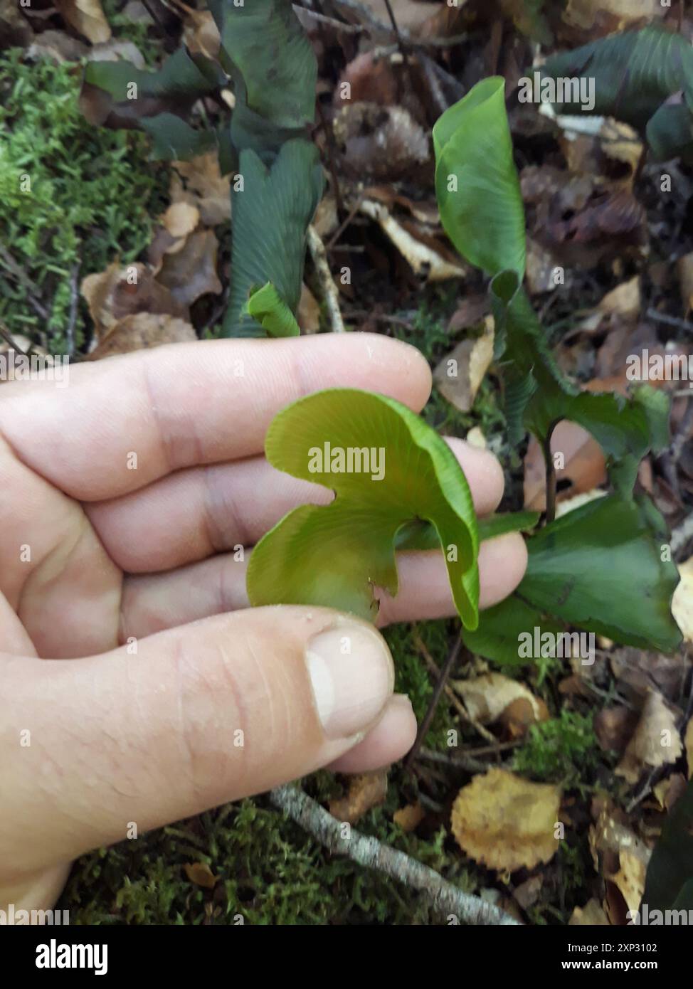 Kidney fern hi-res stock photography and images - Alamy