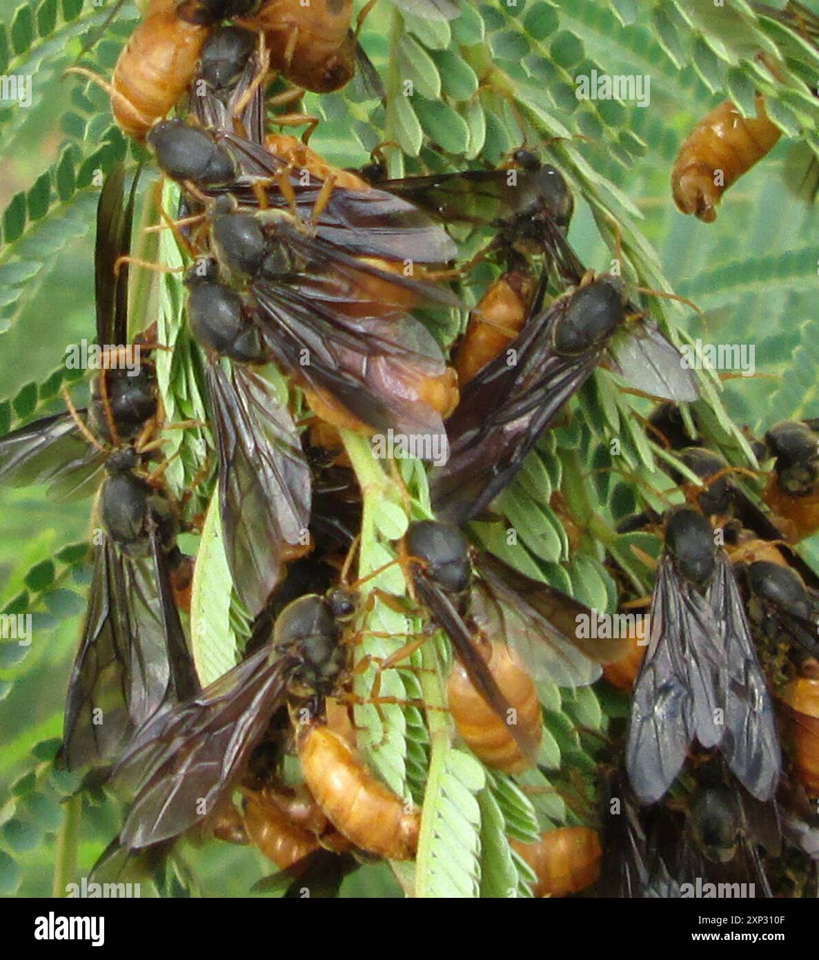 Thief ant hi-res stock photography and images - Alamy