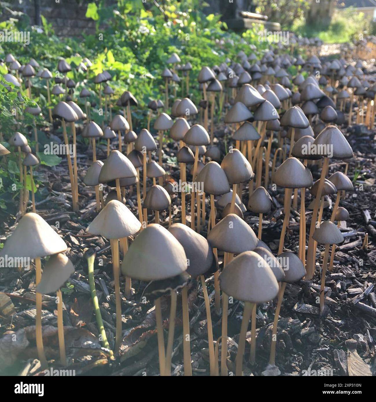Conopilea hi-res stock photography and images - Alamy