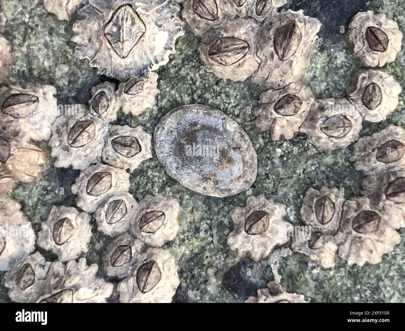 True Limpets (Patellogastropoda) Mollusca Stock Photo - Alamy