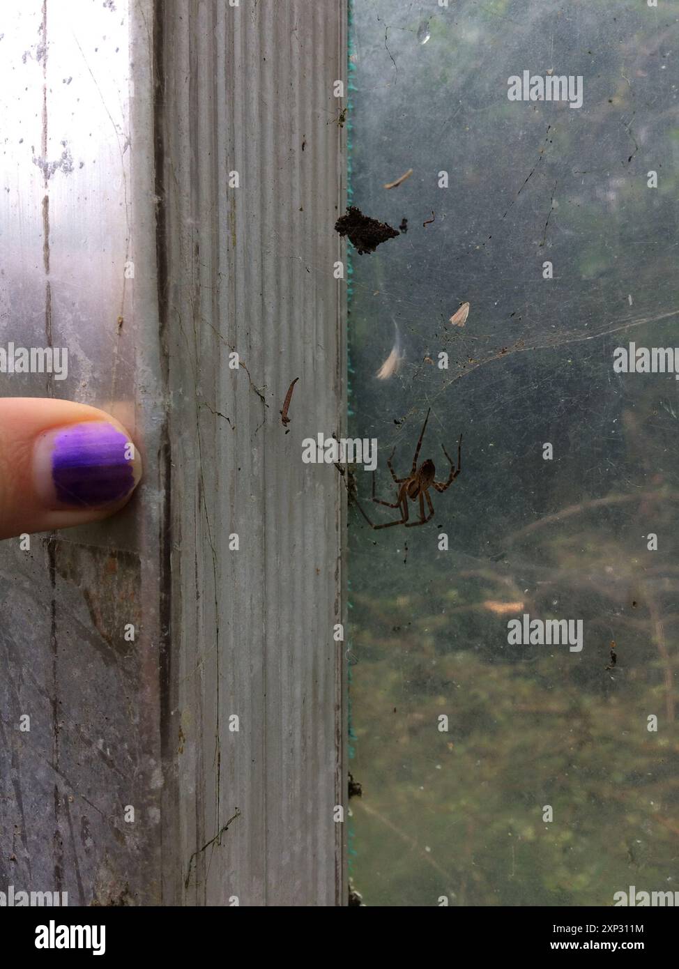 Sheetweb Spiders (Cambridgea) Arachnida Stock Photo - Alamy