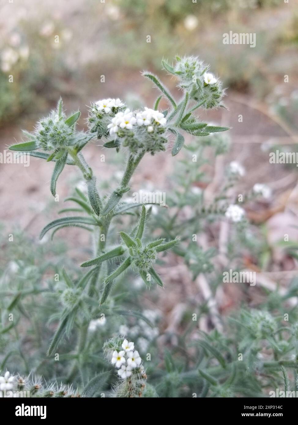Clearwater cryptantha (Cryptantha intermedia) Plantae Stock Photo - Alamy