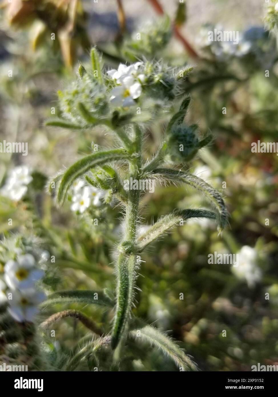 Clearwater cryptantha (Cryptantha intermedia) Plantae Stock Photo - Alamy
