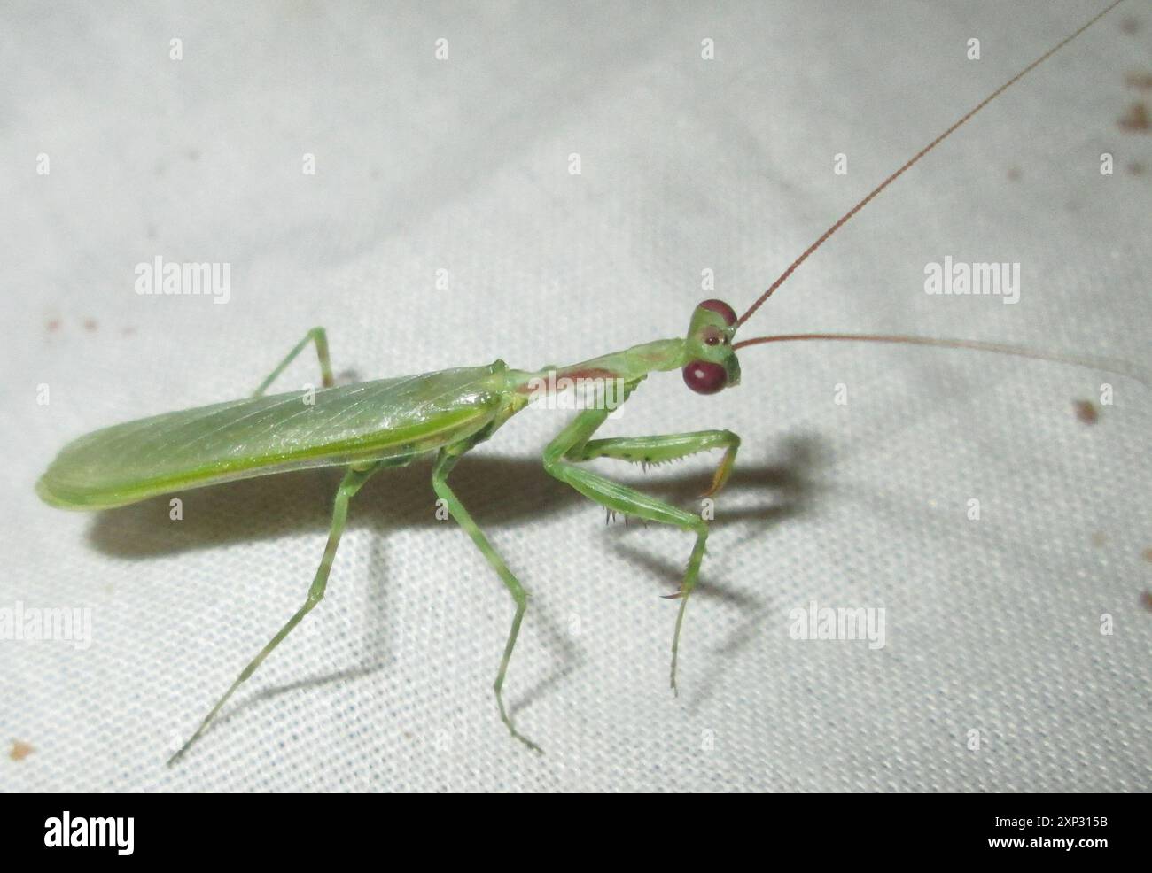 (Miomantis binotata) Insecta Stock Photo - Alamy