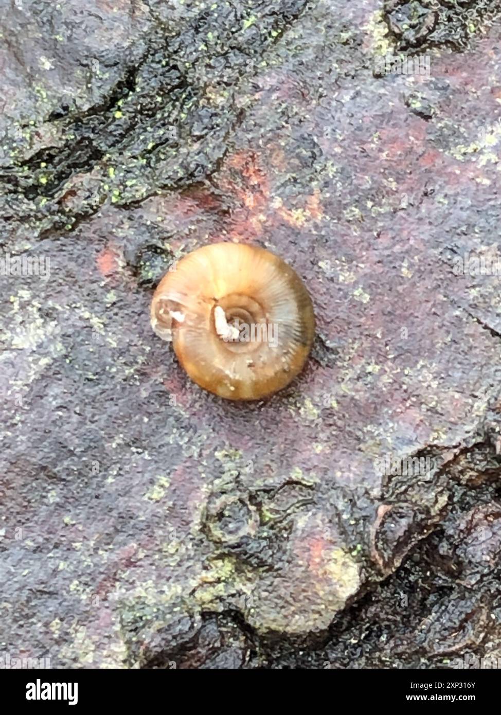 Rounded Snail (Gonyodiscus rotundatus) Mollusca Stock Photo - Alamy