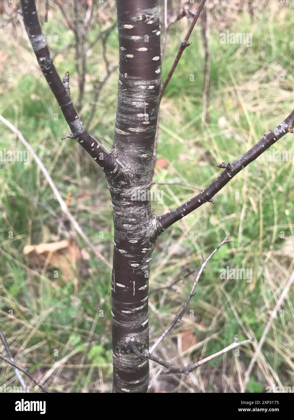 Chickasaw plum (Prunus angustifolia) Plantae Stock Photo - Alamy