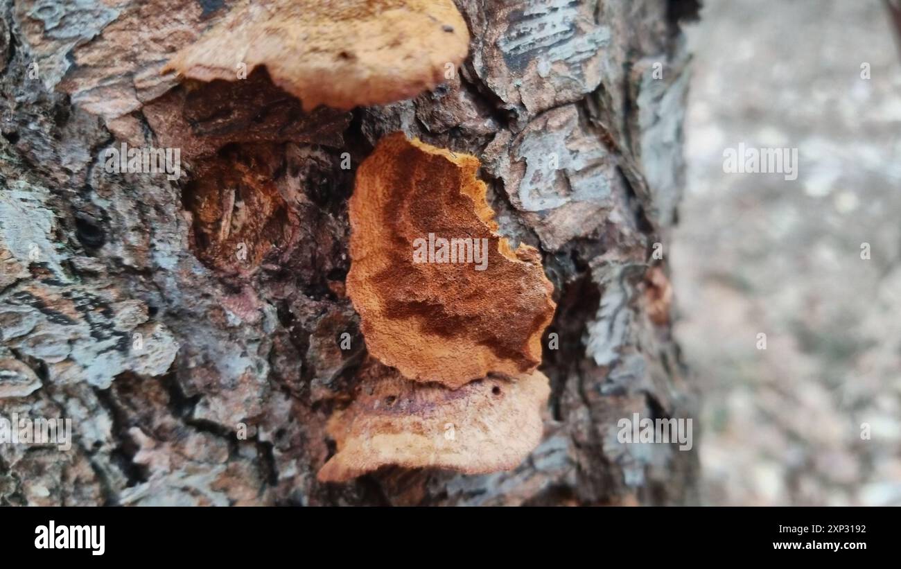 Mustard Yellow Polypore (Fuscoporia gilva) Fungi Stock Photo - Alamy