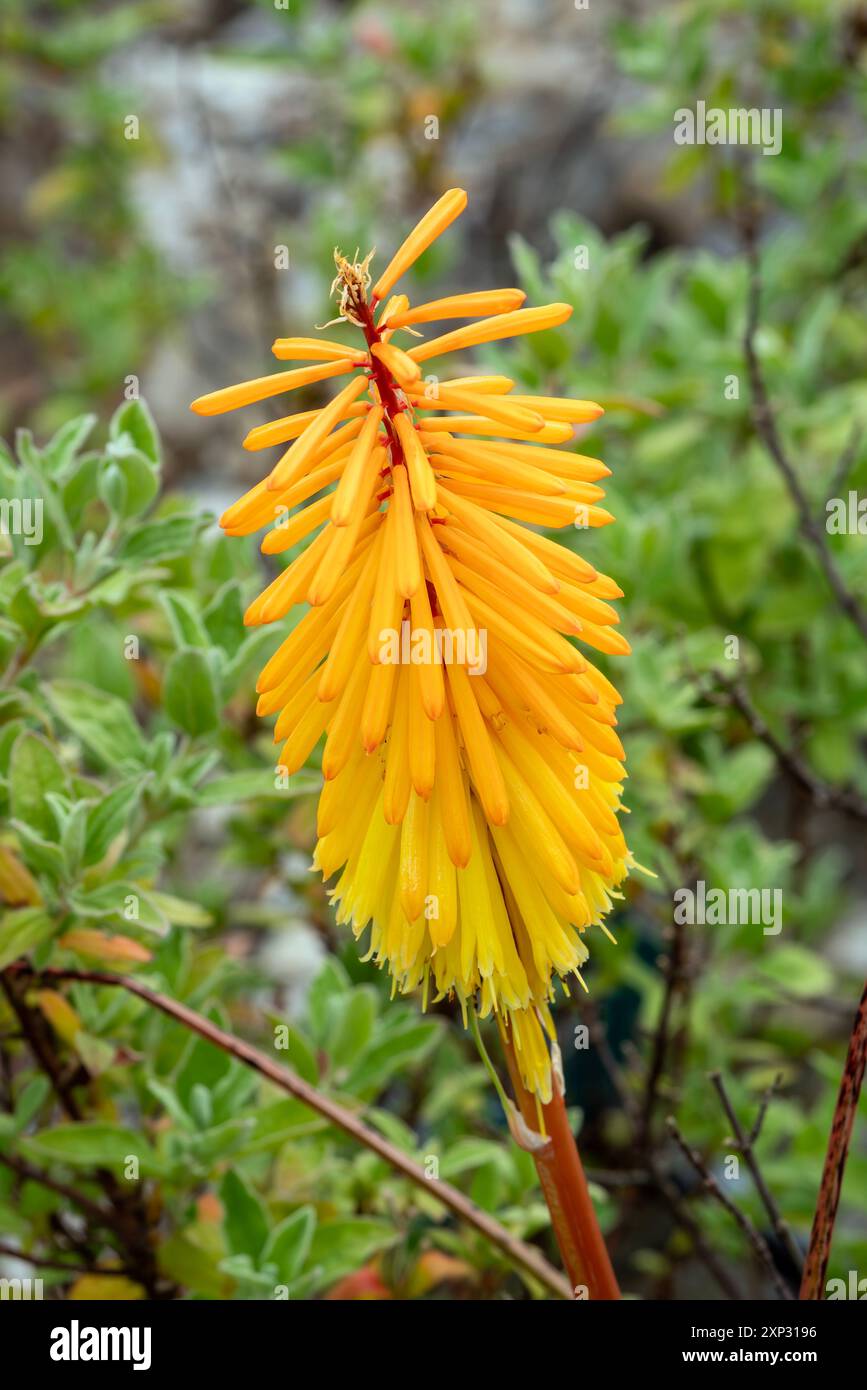 Kniphofia 'Shining Sceptre' a summer autumn fall flowering plant with a ...