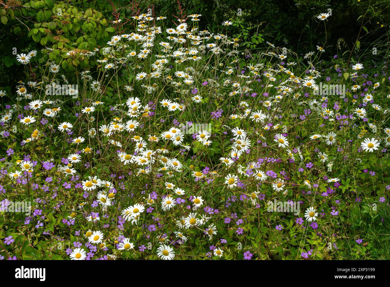 Oxeye daisy (Leucanthemum vulgare) a spring summer perennial wildflower ...