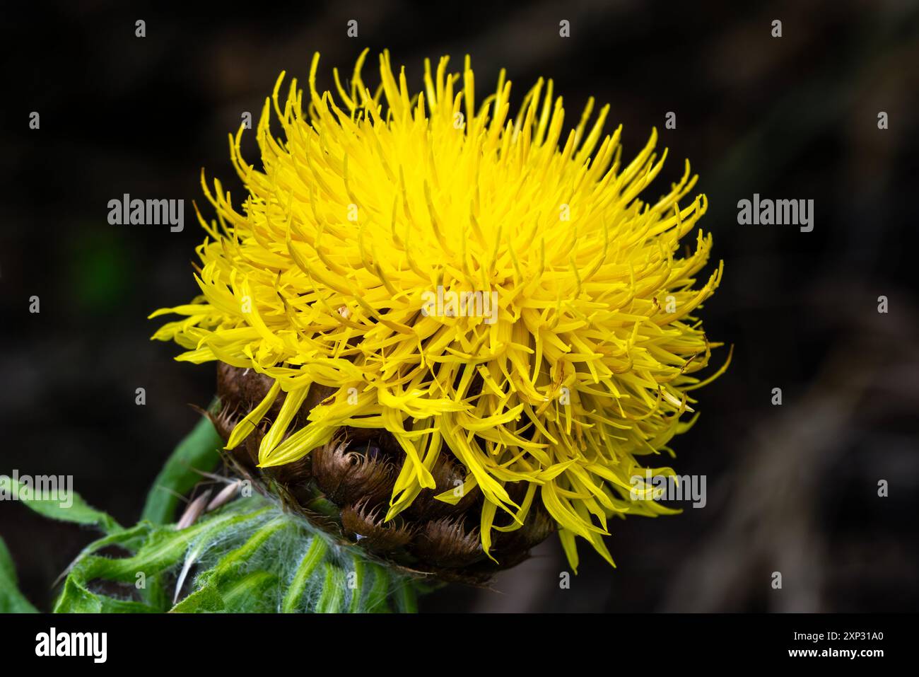Centaurea macrocephala a yellow thistle like flower plant commonly ...