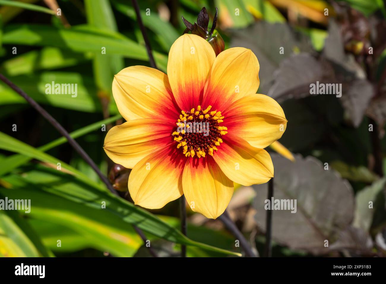 Dahlia 'Moonfire' a yellow orange summer autumn single flower tuber ...